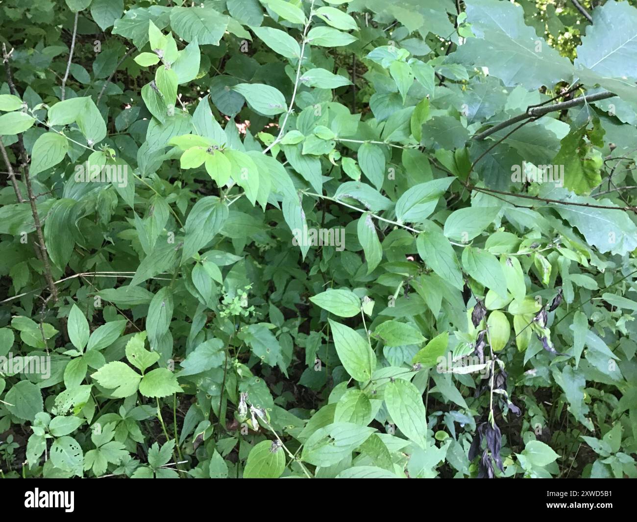 Lithospermum latifolium hi-res stock photography and images - Alamy
