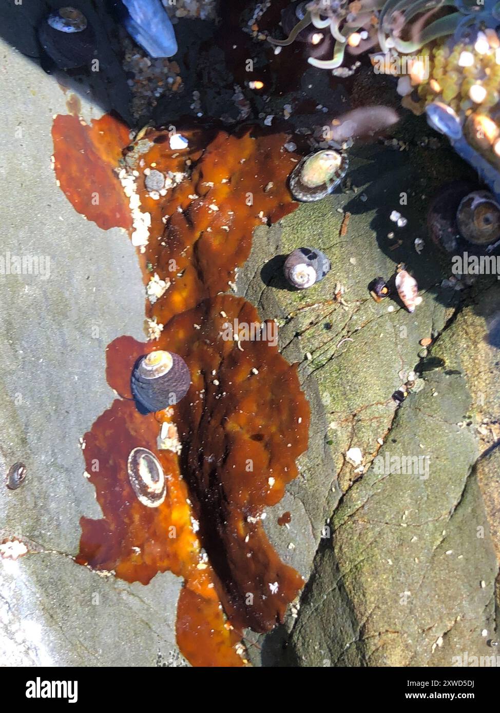 encrusting red algae (Mastocarpus) Plantae Stock Photo - Alamy