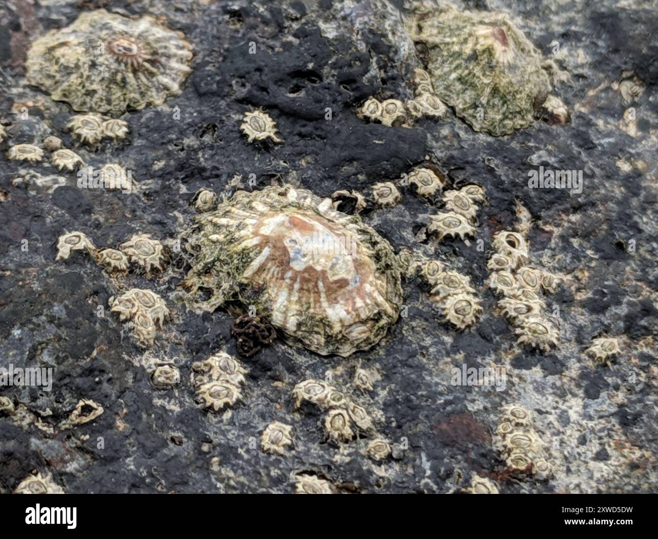 Patella Limpets (Patella) Mollusca Stock Photo - Alamy