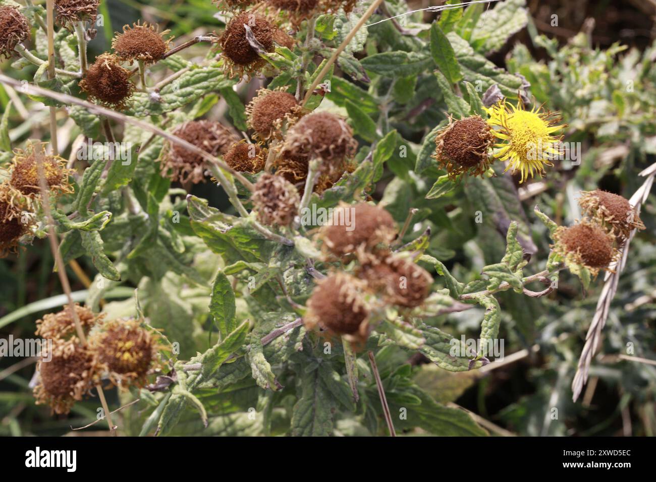 Common Fleabane (Pulicaria dysenterica) Plantae Stock Photo - Alamy