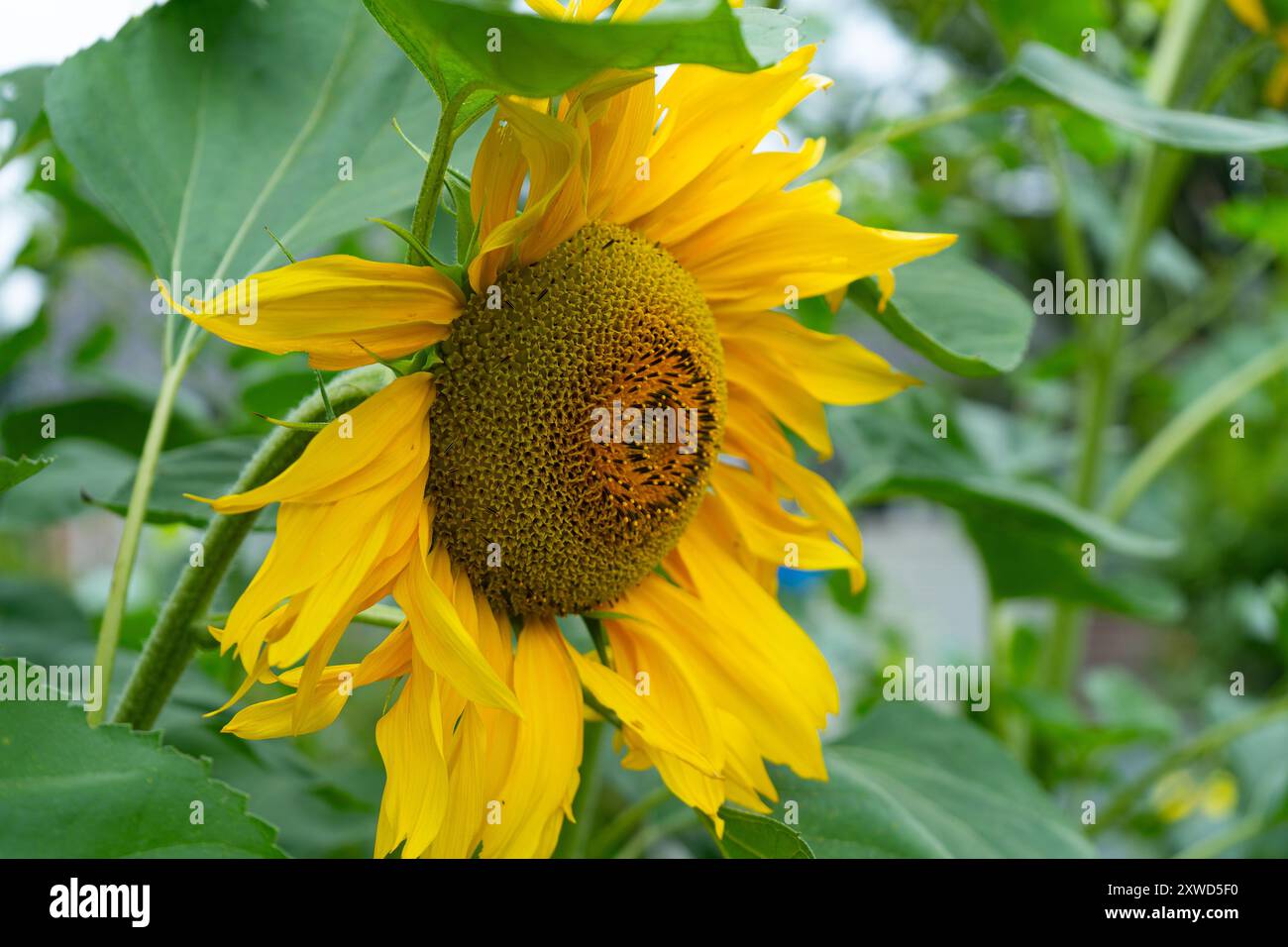 Sunflower Side view Stock Photo - Alamy
