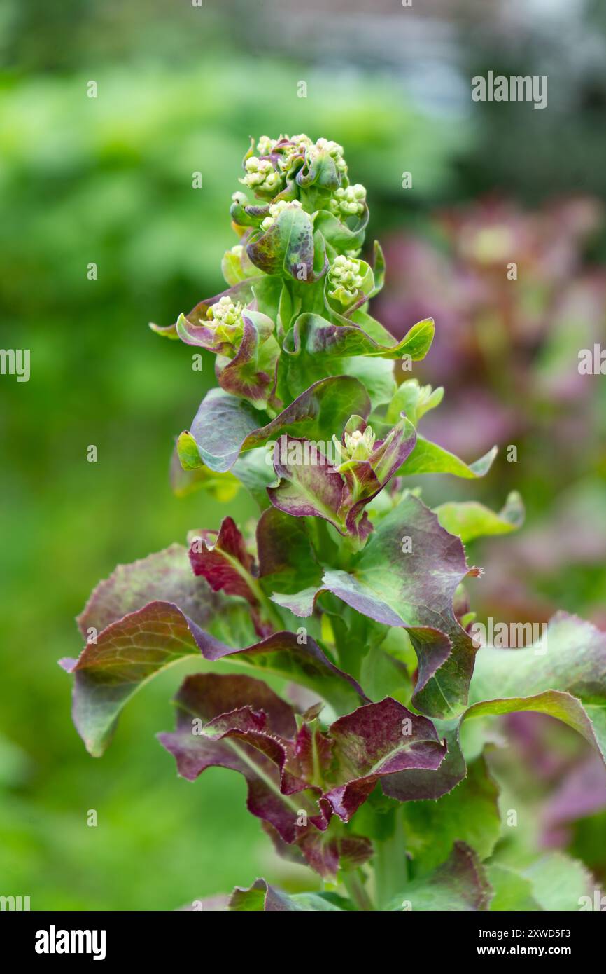 Bolted lettuce hi-res stock photography and images - Alamy