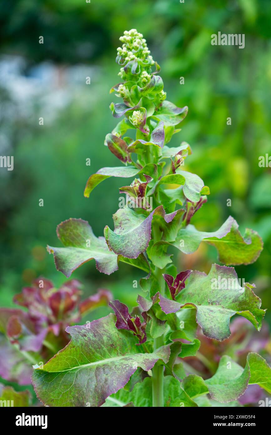 Bolting Lettuce plants. Close up of Lettuce producing seeds Stock Photo ...