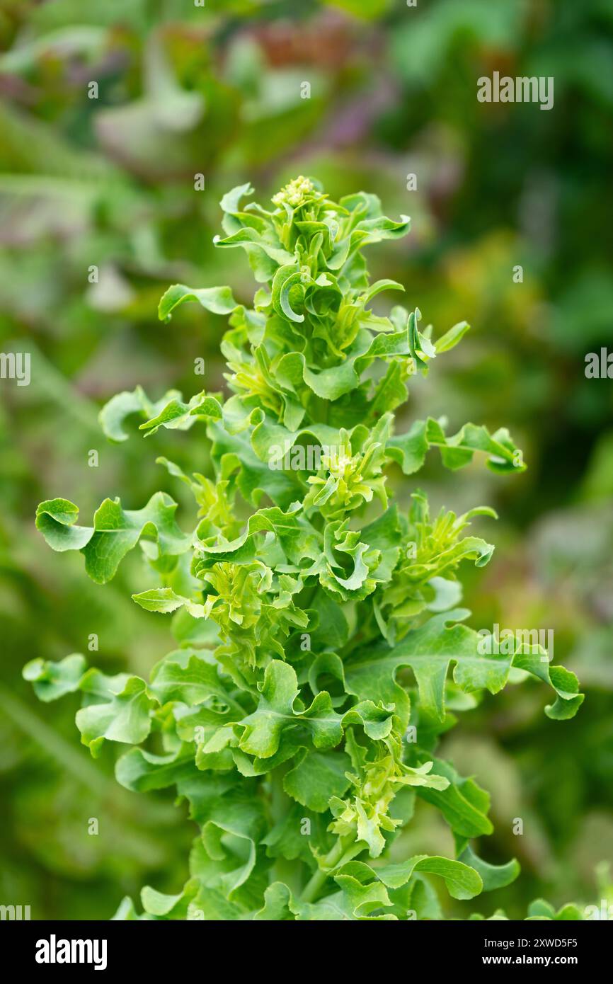 Bolting Lettuce plants. Close up of Lettuce producing seeds Stock Photo ...