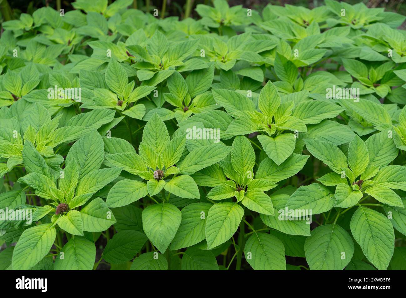 Plants flowering stage hi-res stock photography and images - Alamy