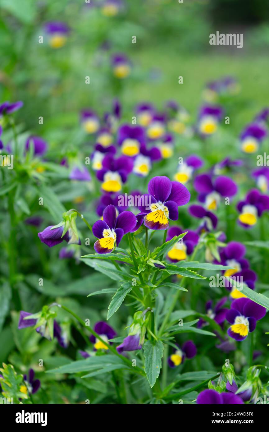 Field of Purple Pansy Flowers Stock Photo - Alamy