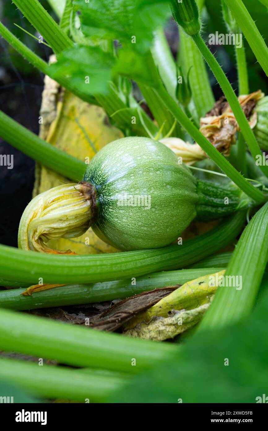 Baby Round Zucchini growing on the Plant Stock Photo - Alamy