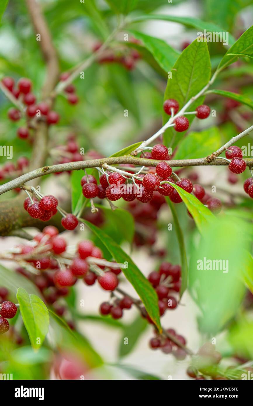 Rare berries hi-res stock photography and images - Alamy