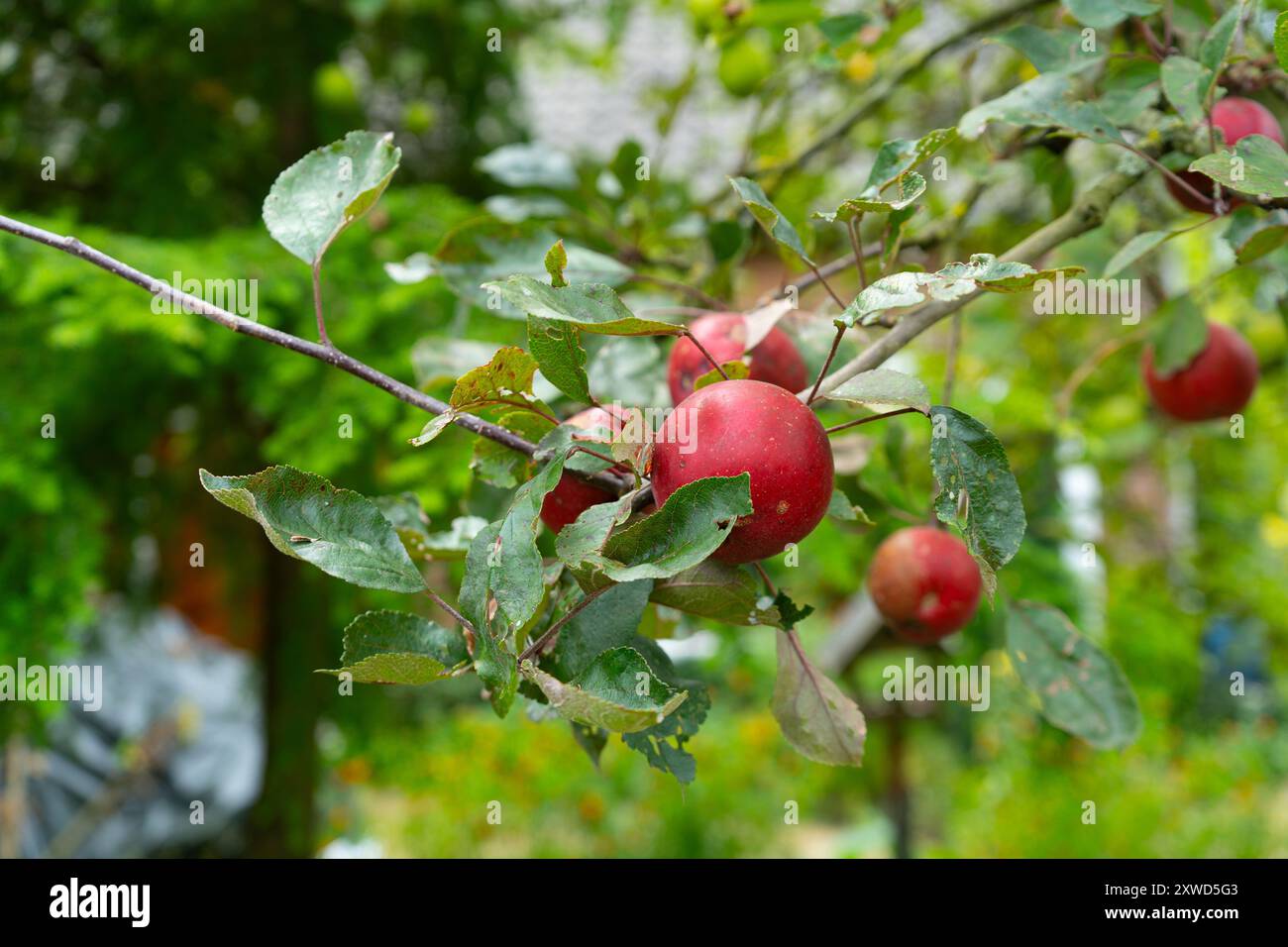 Lush apples hi-res stock photography and images - Alamy