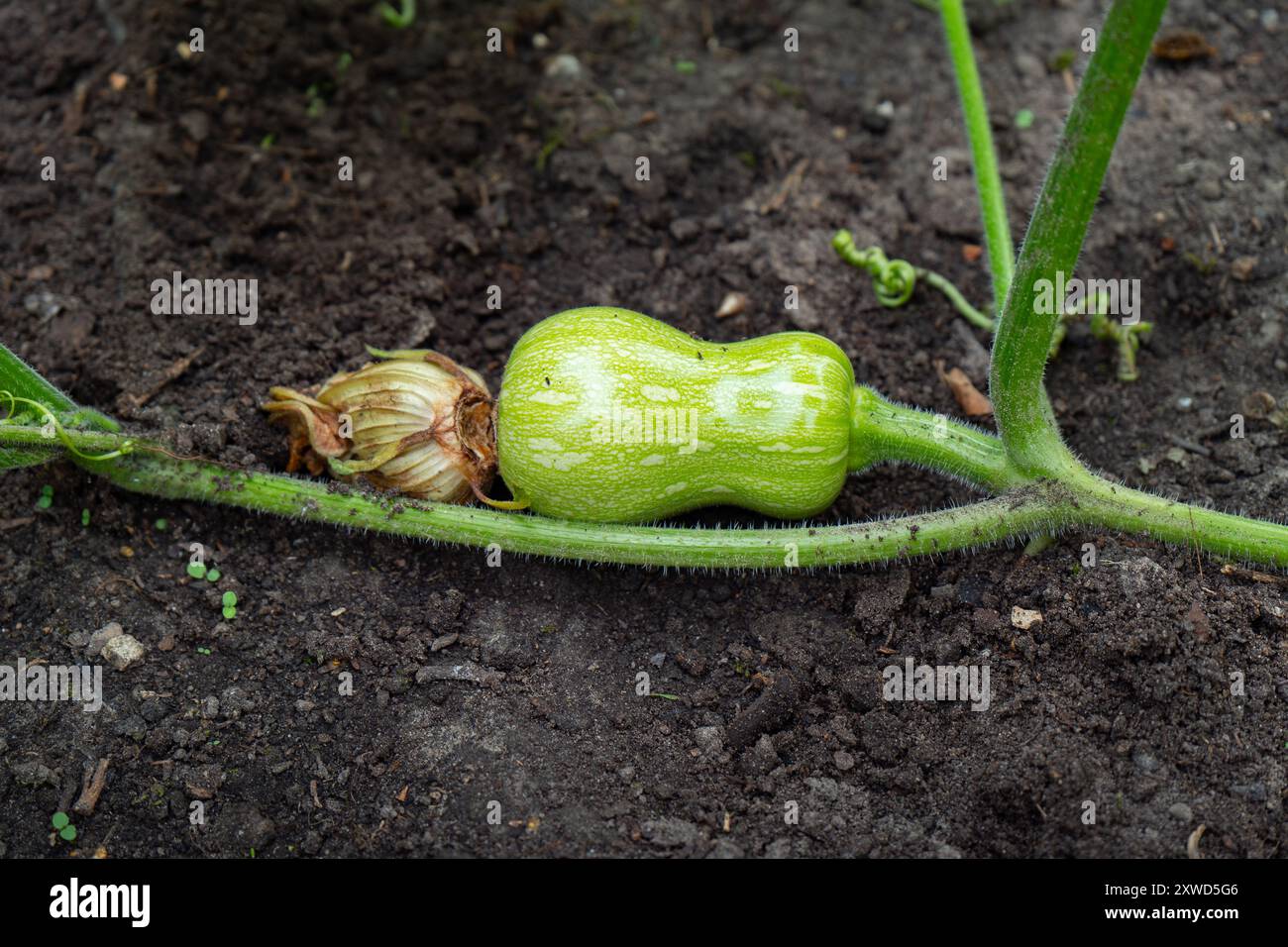 Young green pumpkin plant growing hi-res stock photography and images ...