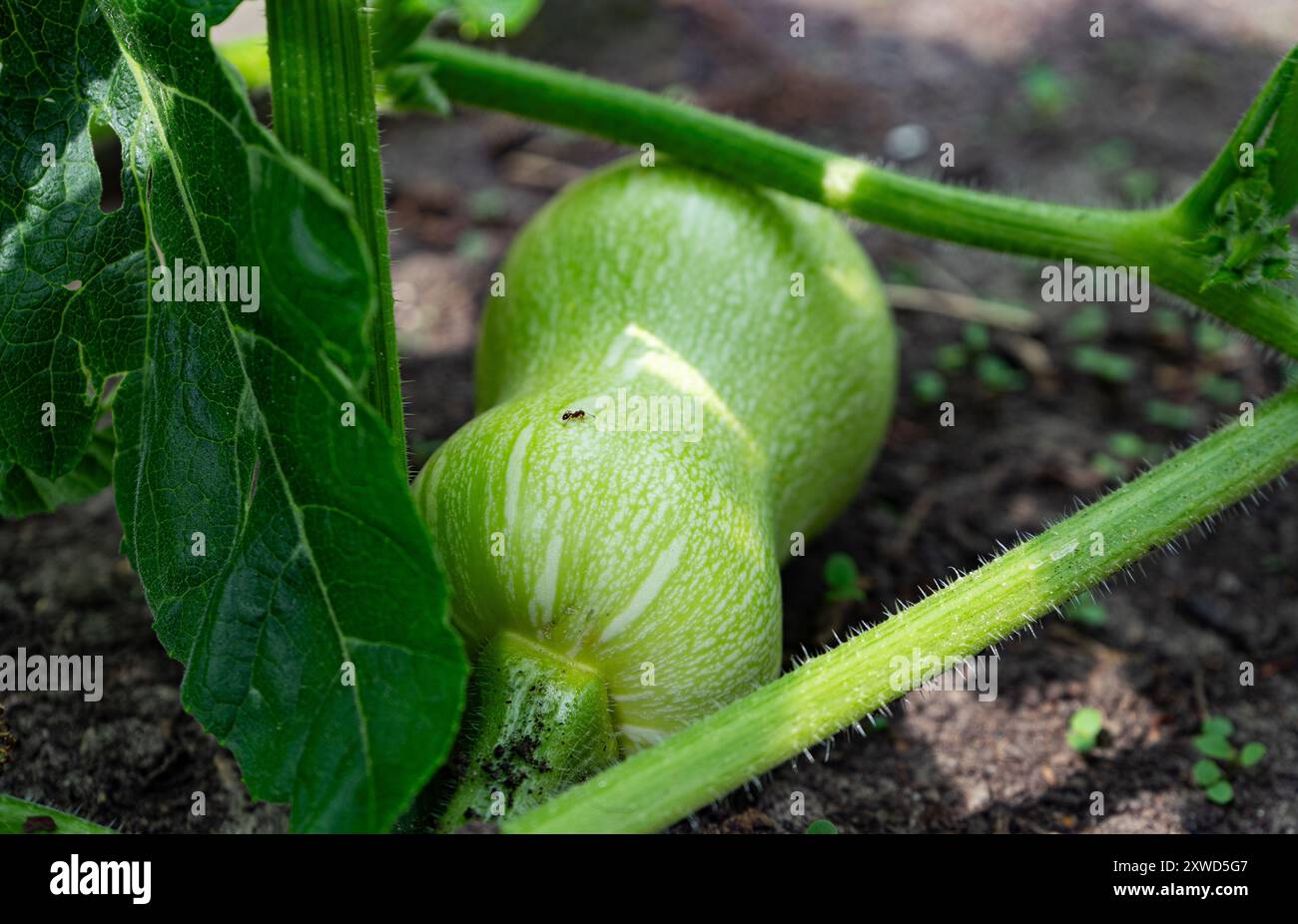 Baby Butternut Squash Growing in the Garden Stock Photo - Alamy