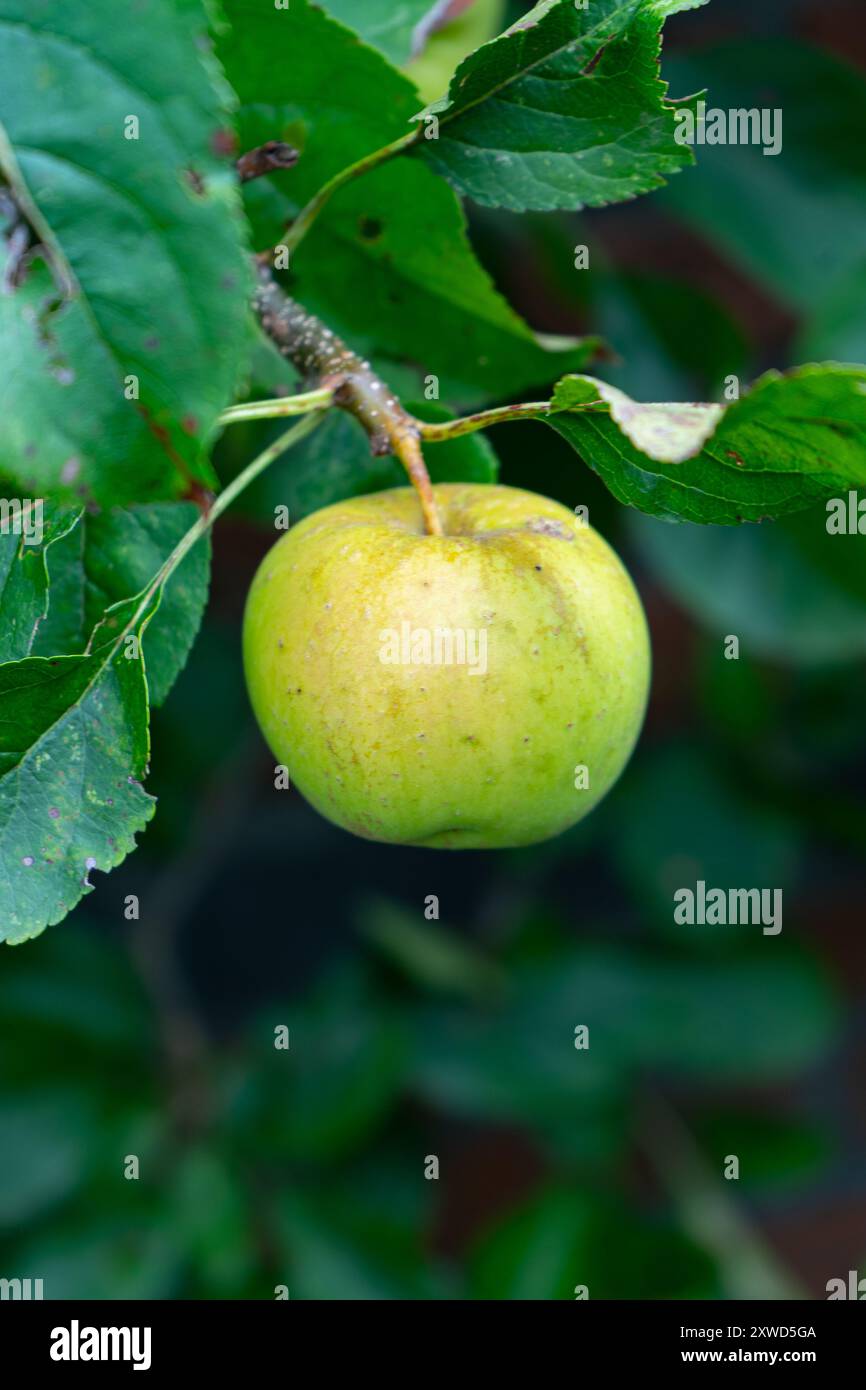 Single Green Apple hanging from a tree Stock Photo - Alamy