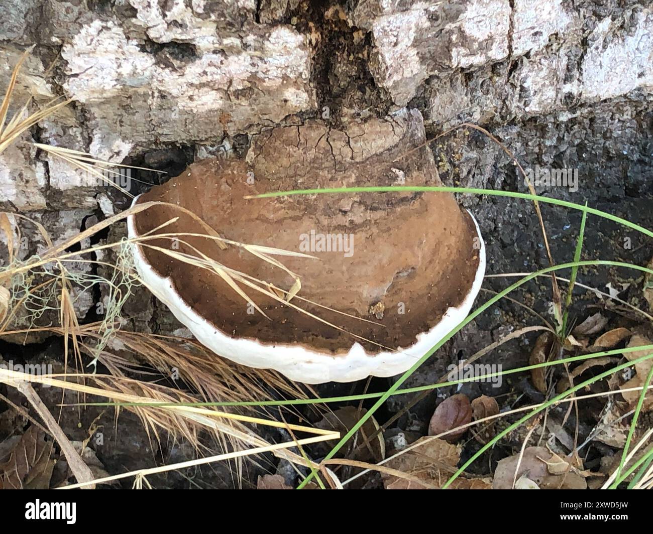 artist's bracket (Ganoderma applanatum) Fungi Stock Photo - Alamy