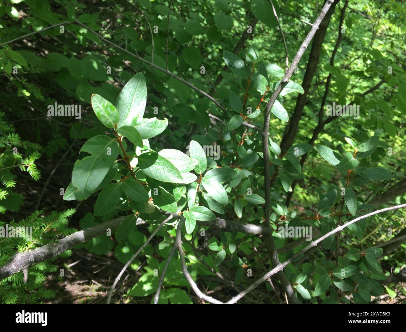 Canadian buffalo-berry (Shepherdia canadensis) Plantae Stock Photo - Alamy