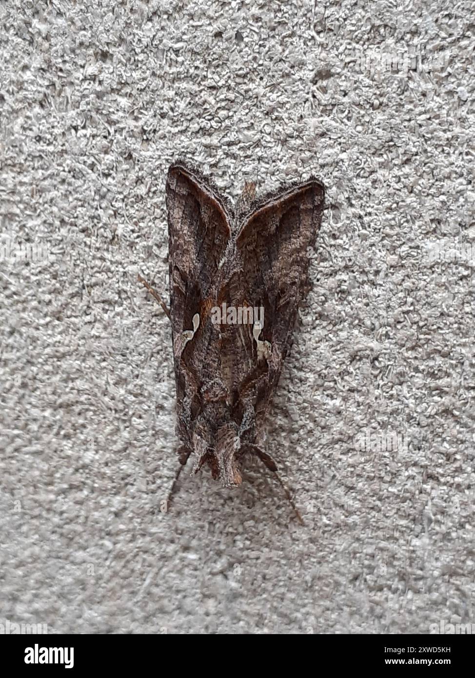 Common Looper Moth (Autographa precationis) Insecta Stock Photo - Alamy