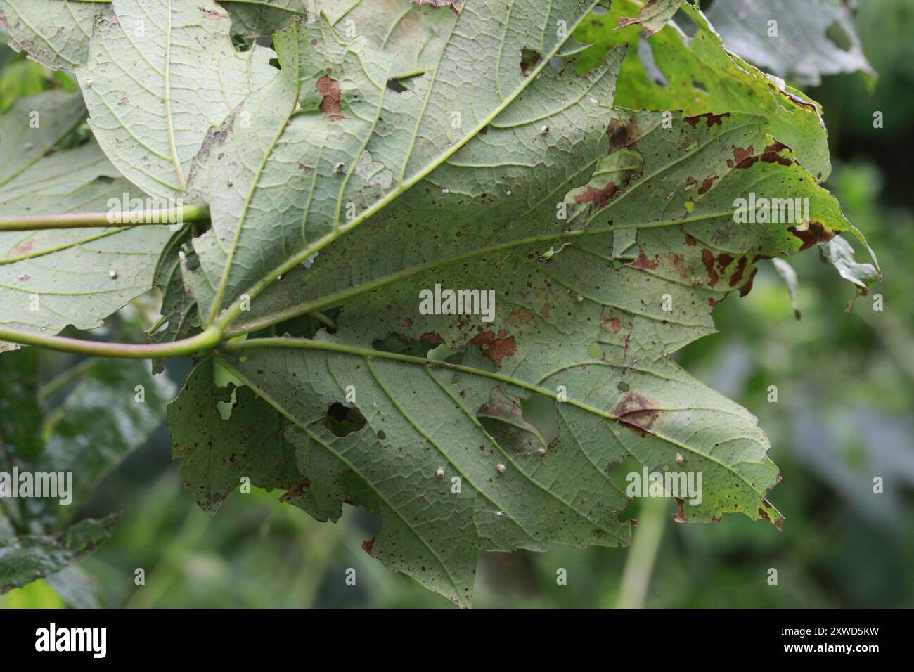 Sycamore Felt Gall Mite (Aceria pseudoplatani) Arachnida Stock Photo ...