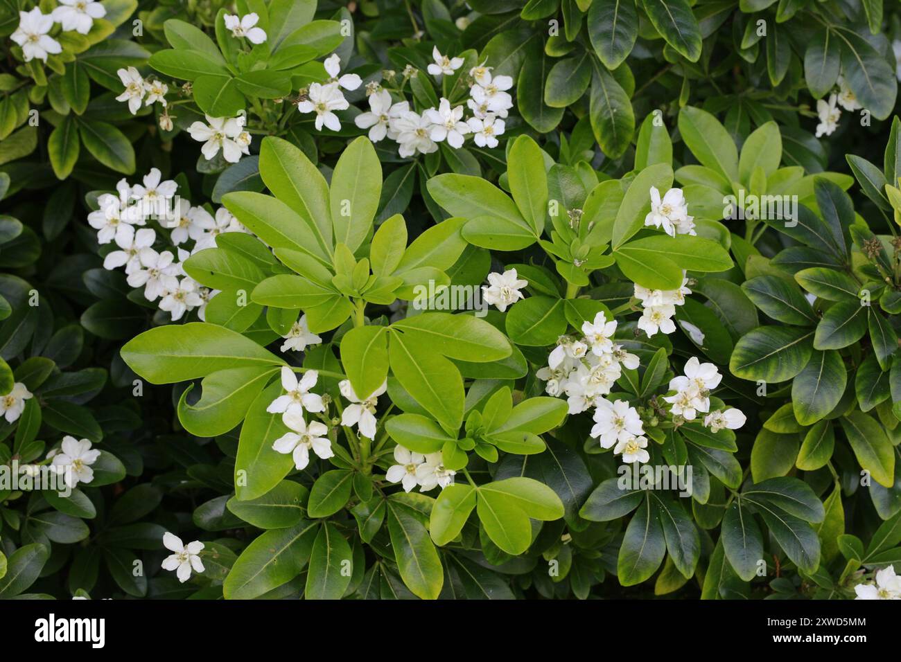 Mexican orange (Choisya ternata) Plantae Stock Photo - Alamy