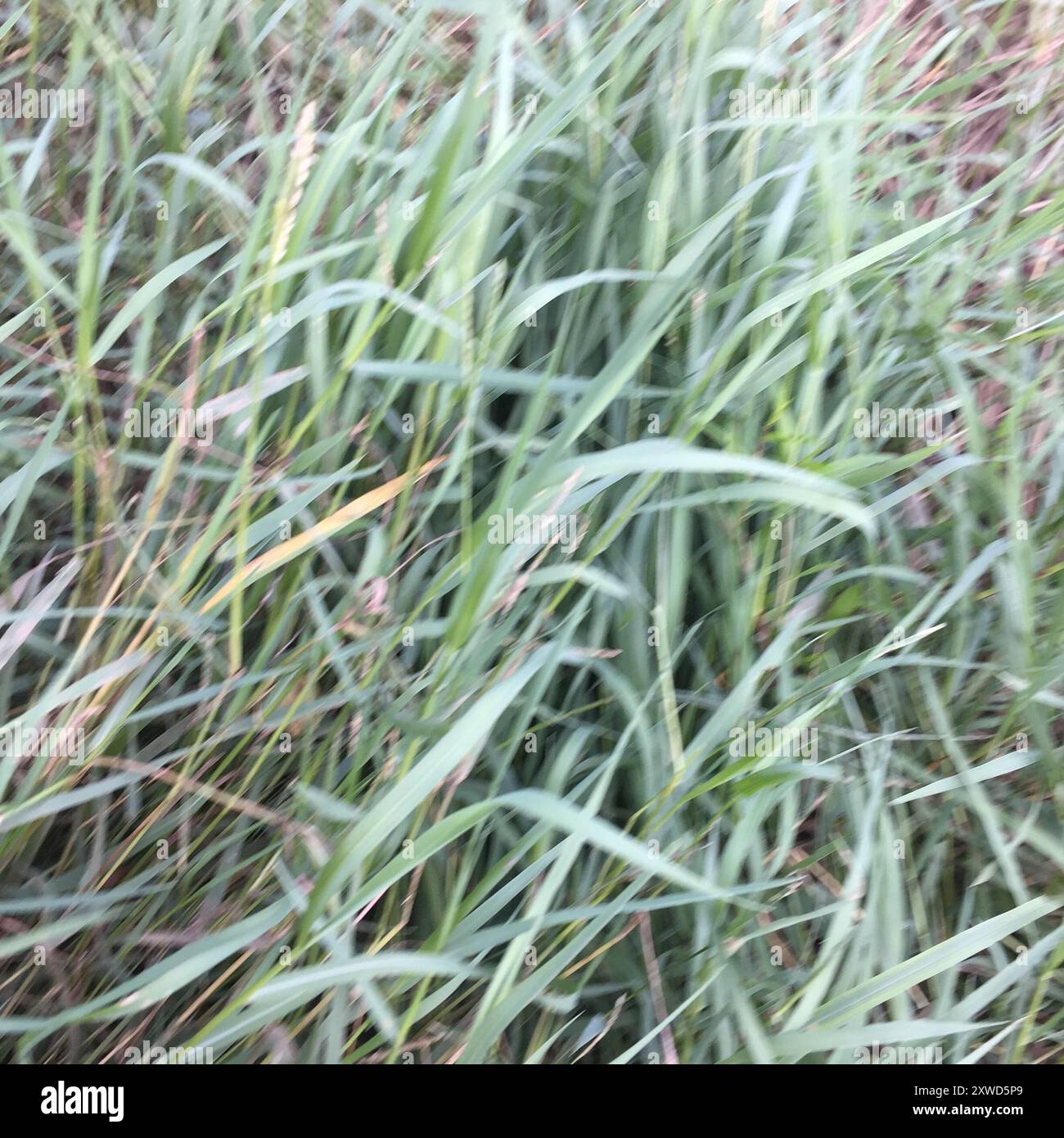 broadleaf signalgrass (Urochloa platyphylla) Plantae Stock Photo - Alamy