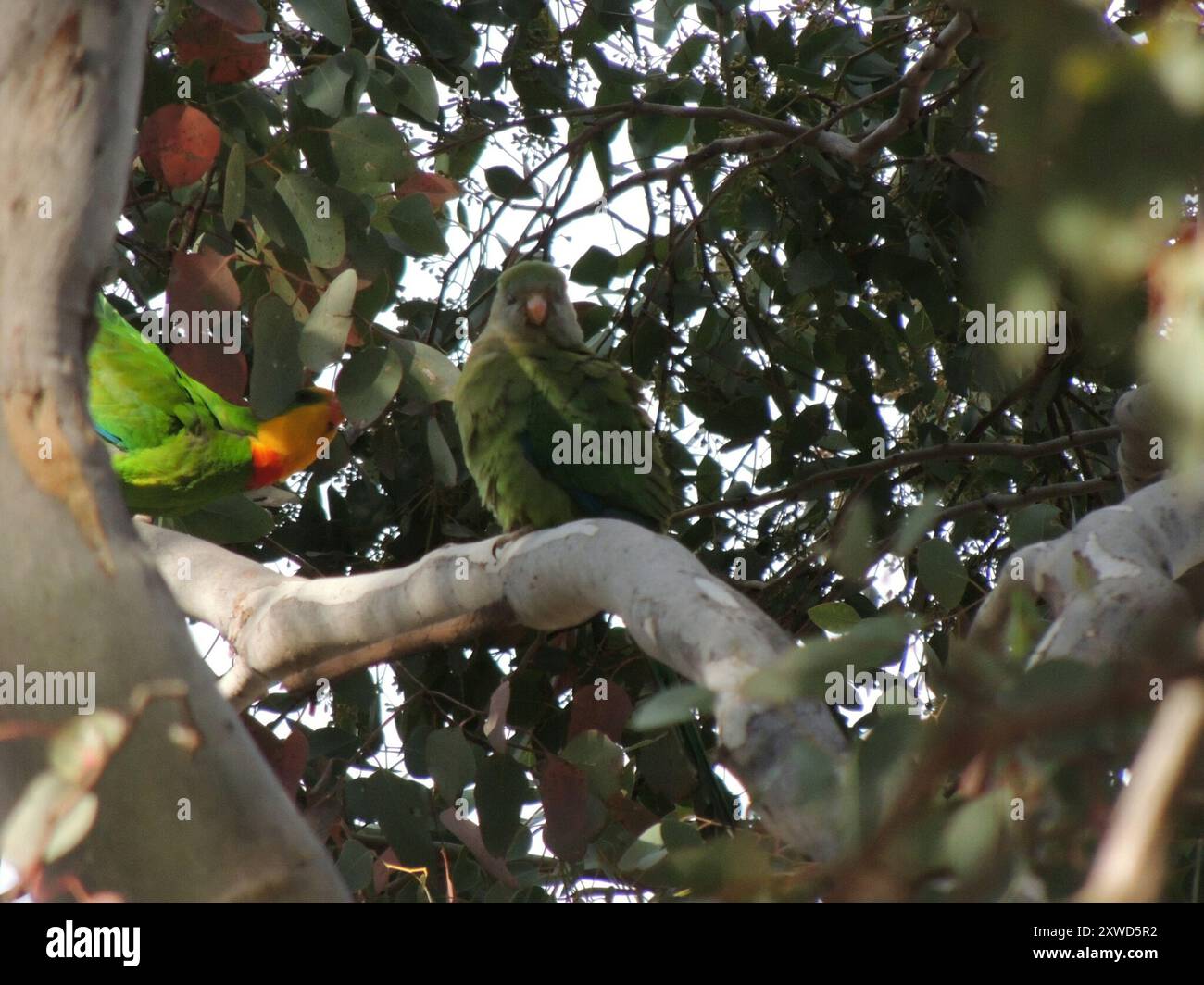 Superb Parrot (Polytelis swainsonii) Aves Stock Photo - Alamy