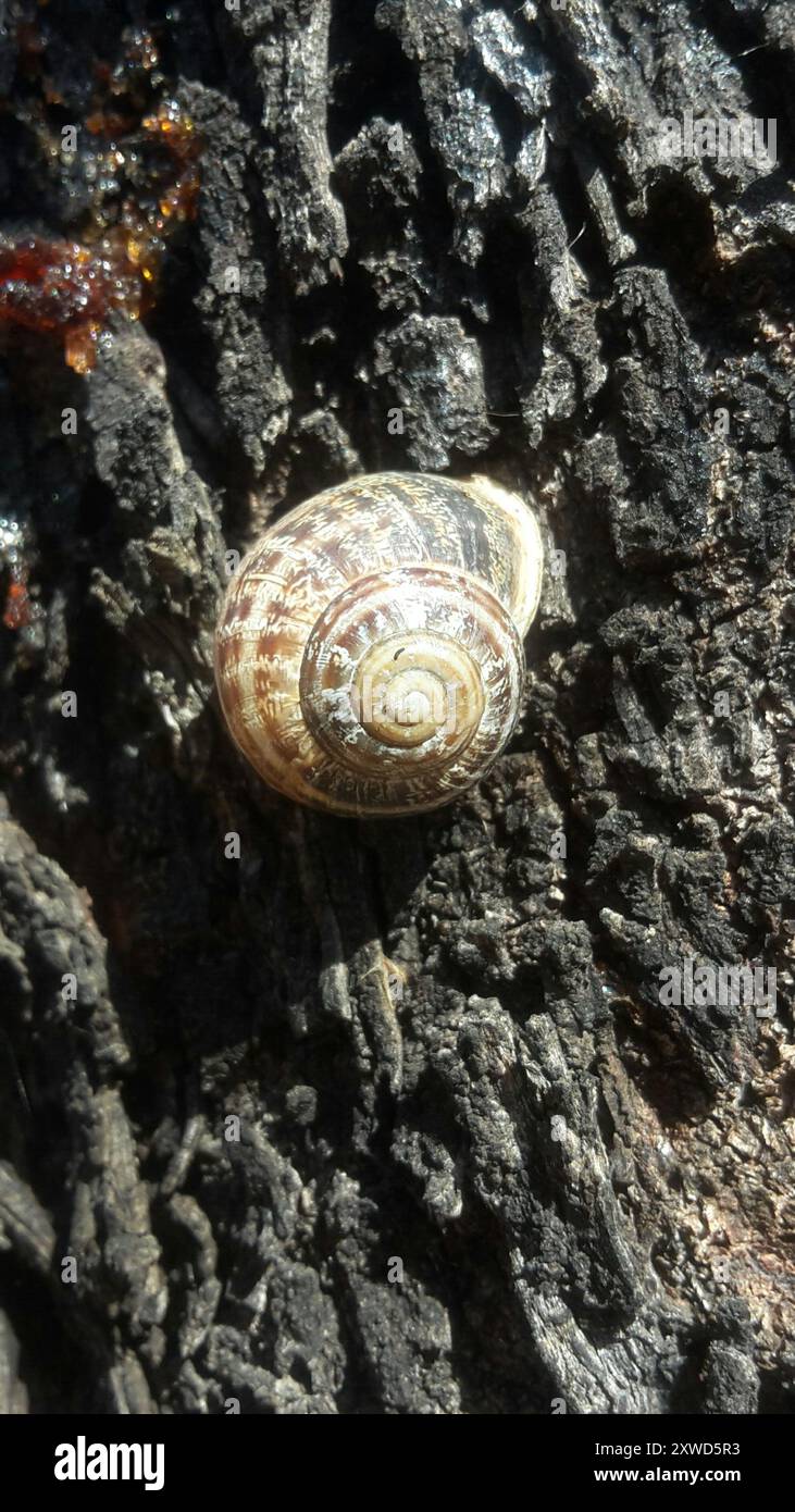 Chocolate-band Snail (Eobania vermiculata) Mollusca Stock Photo - Alamy