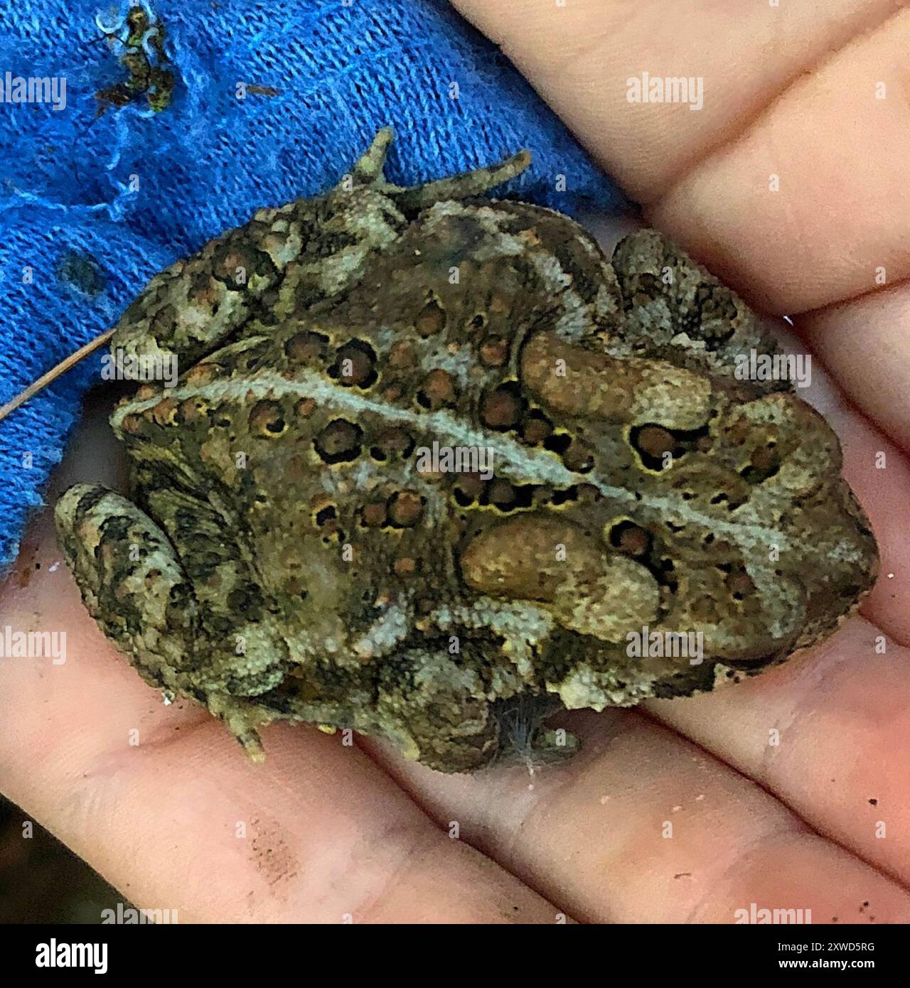 American Toad (Anaxyrus americanus) Amphibia Stock Photo - Alamy