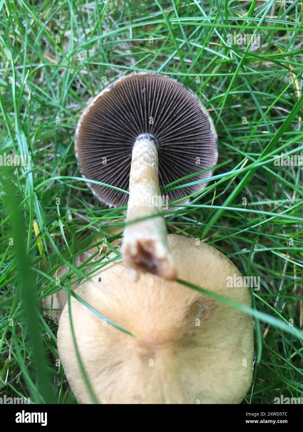 weeping widow (Lacrymaria lacrymabunda) Fungi Stock Photo - Alamy