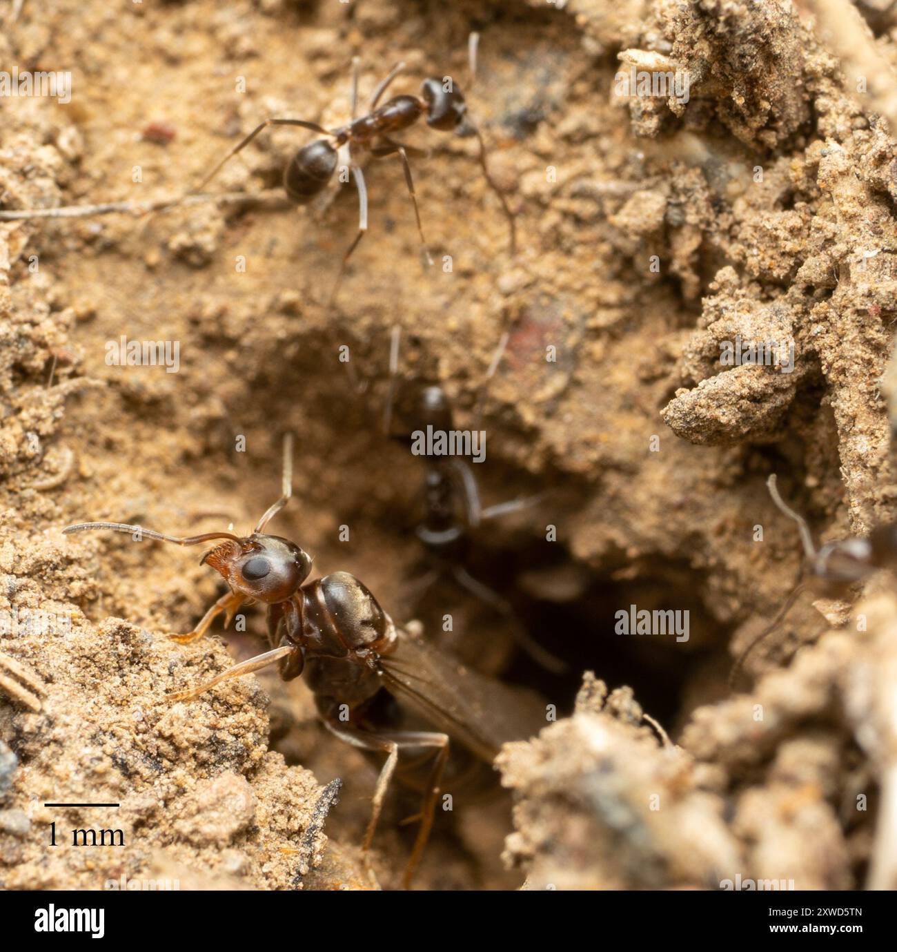 Crazy Pyramid Ant (Dorymyrmex insanus) Insecta Stock Photo - Alamy
