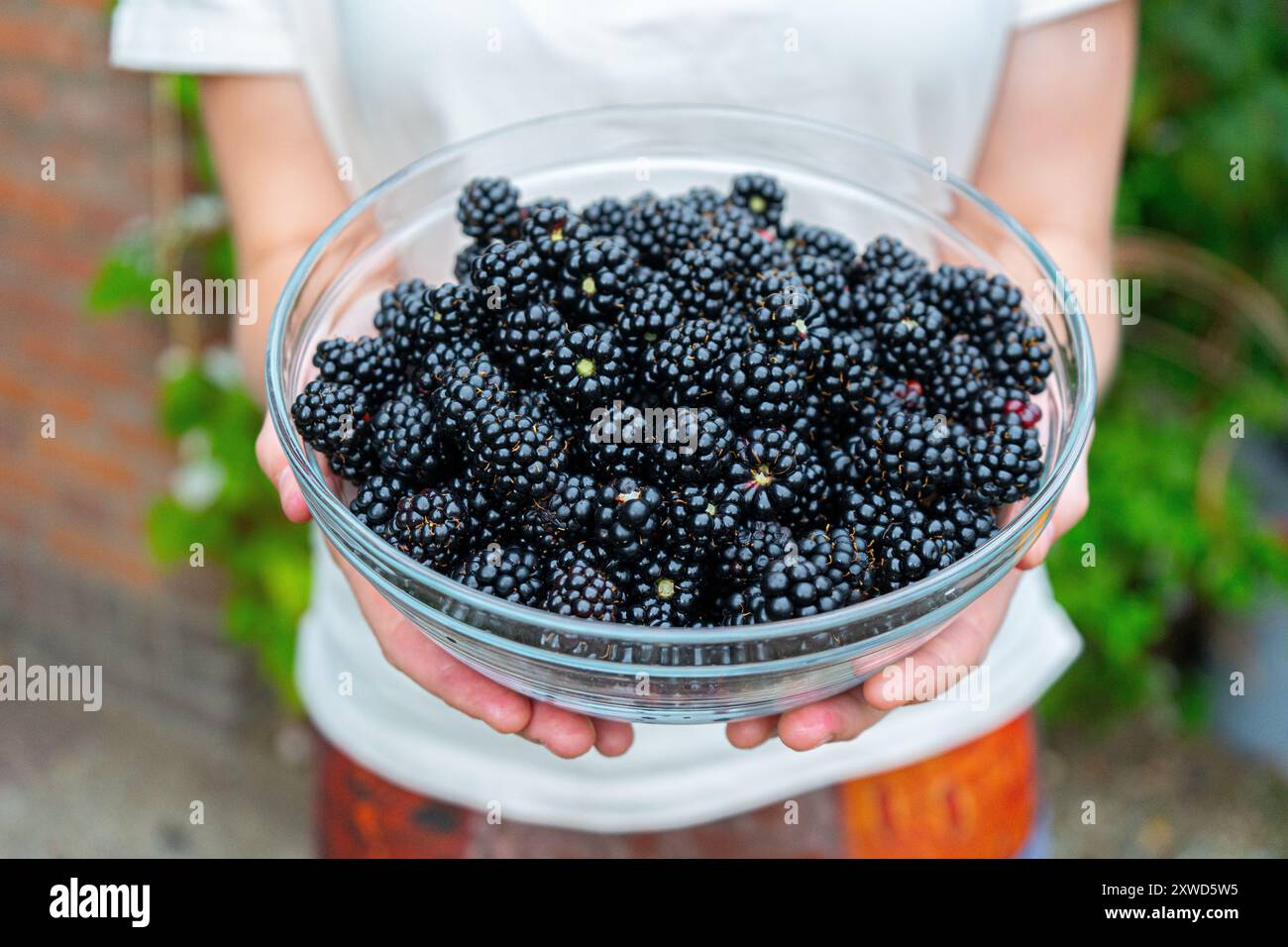 Girl holding up a bowl of freshly picked BlackBerries Stock Photo - Alamy