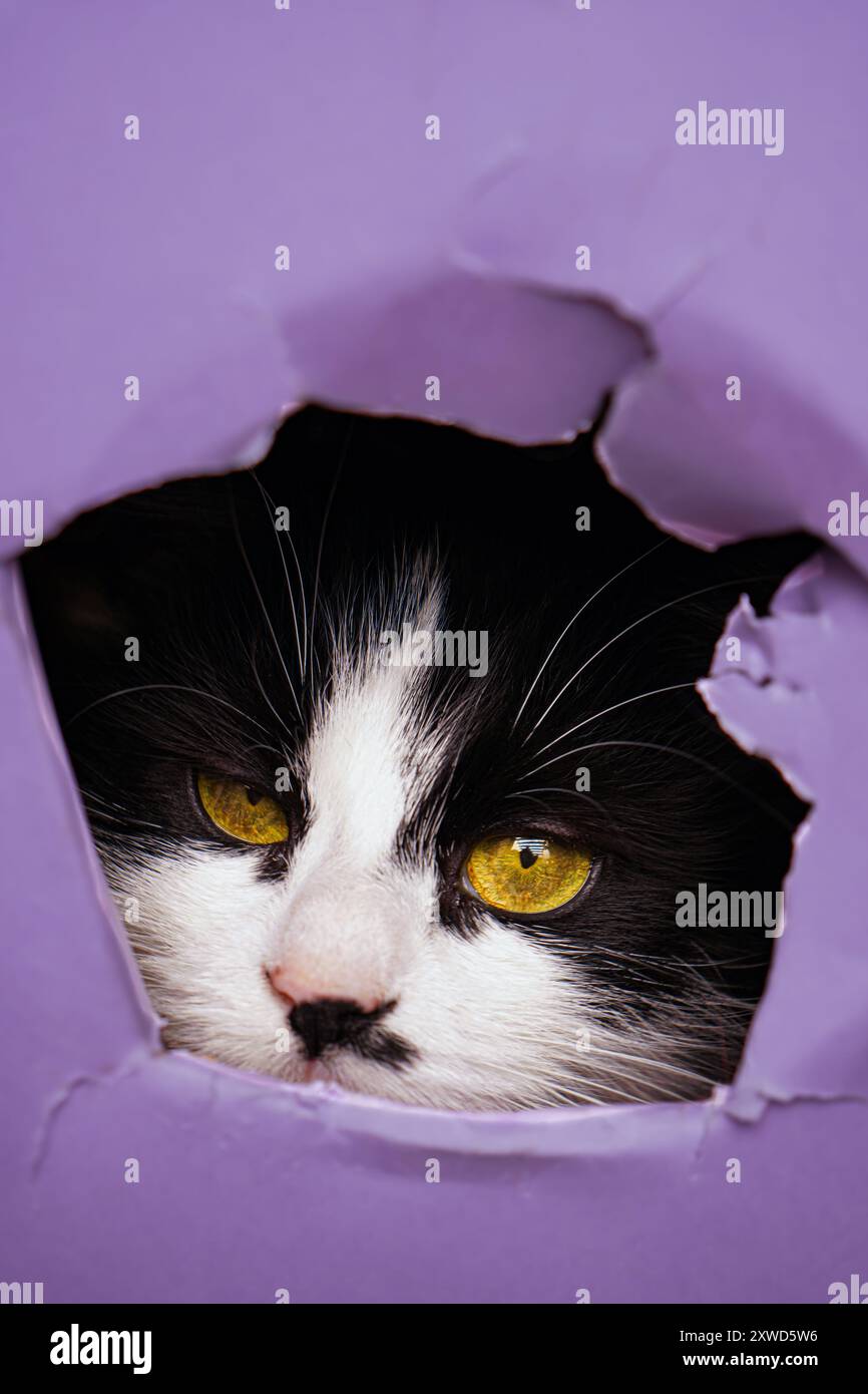 Black and White Kitten looking through Ripped paper Shoot Stock Photo ...