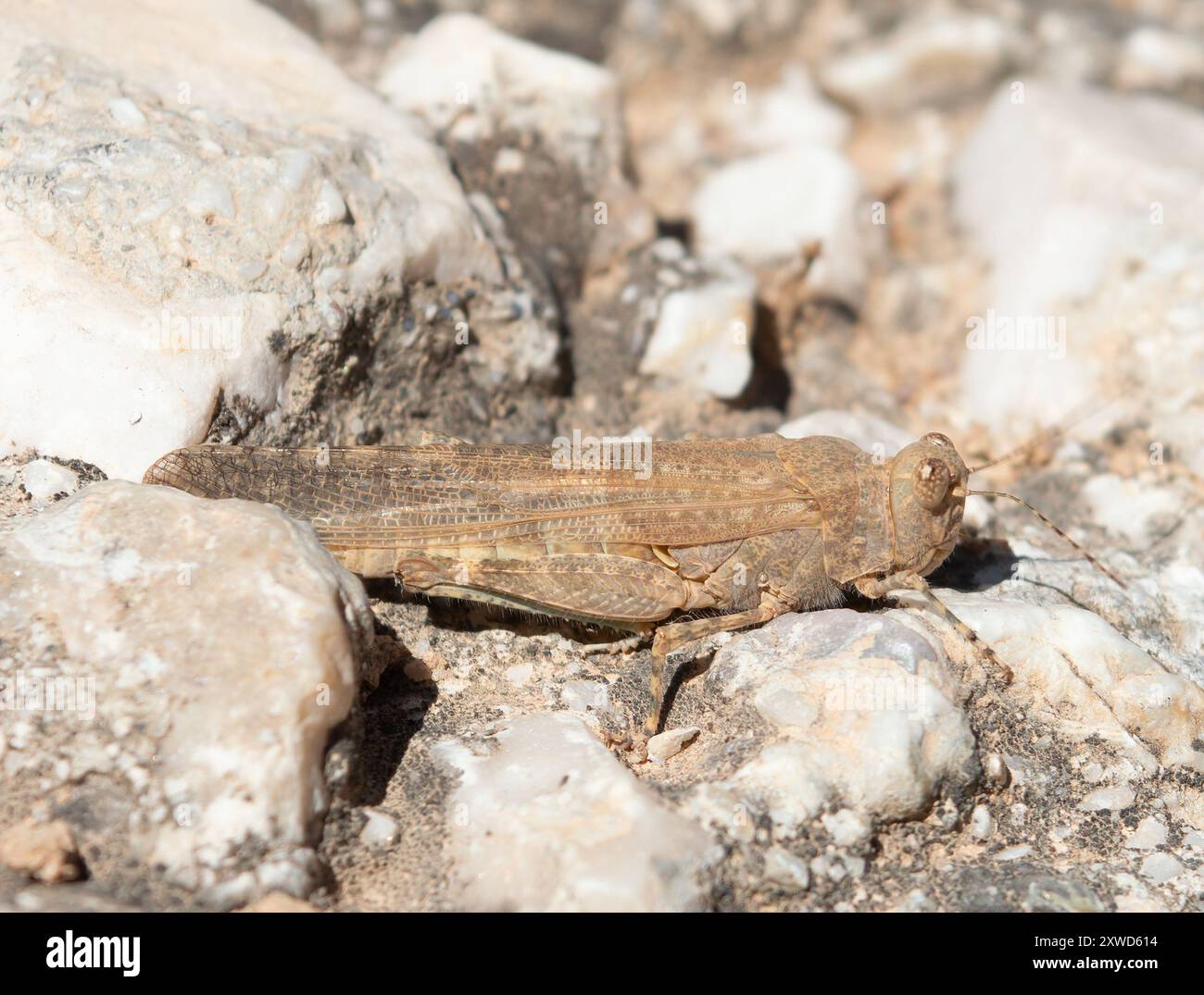 Desert Sand Grasshopper (Sphingonotus rubescens) Insecta Stock Photo ...