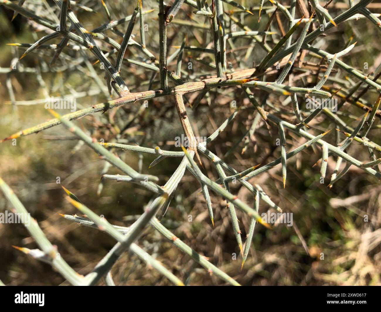 Scorpion Broom (Genista scorpius) Plantae Stock Photo - Alamy