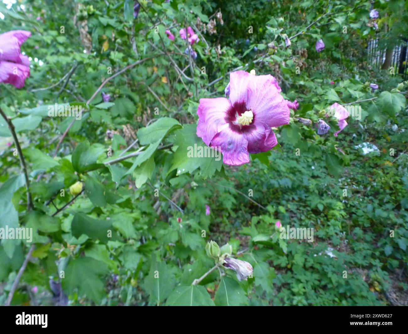 common hibiscus (Hibiscus syriacus) Plantae Stock Photo - Alamy