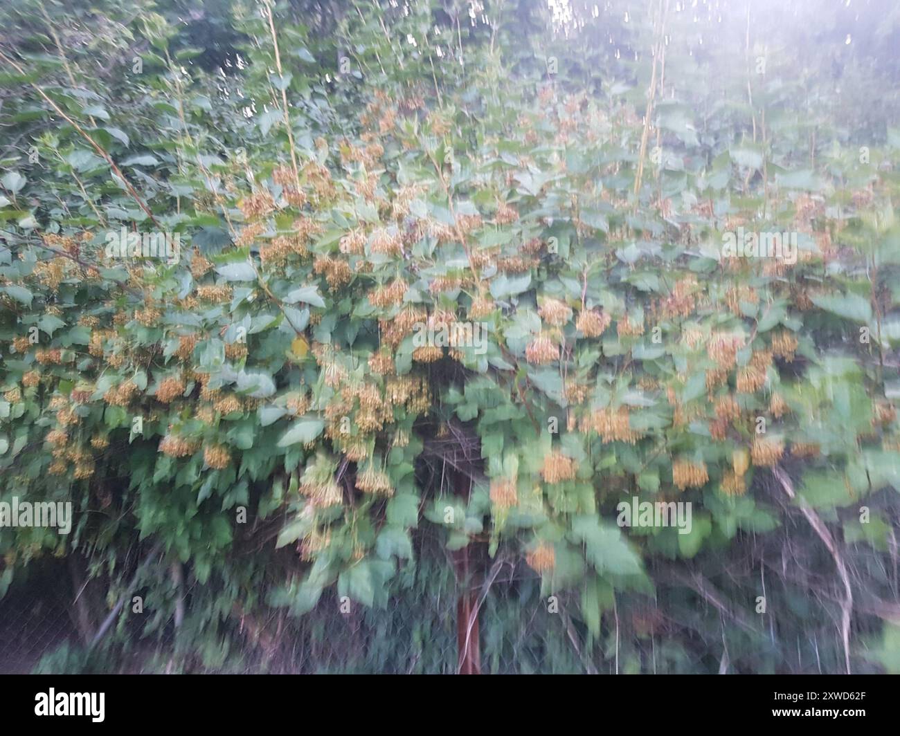 common ninebark (Physocarpus opulifolius) Plantae Stock Photo - Alamy