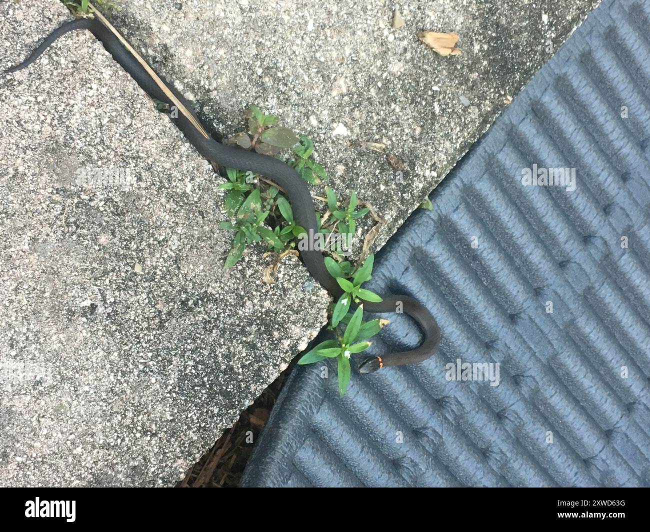 Southern Ringneck Snake (Diadophis punctatus punctatus) Reptilia Stock ...