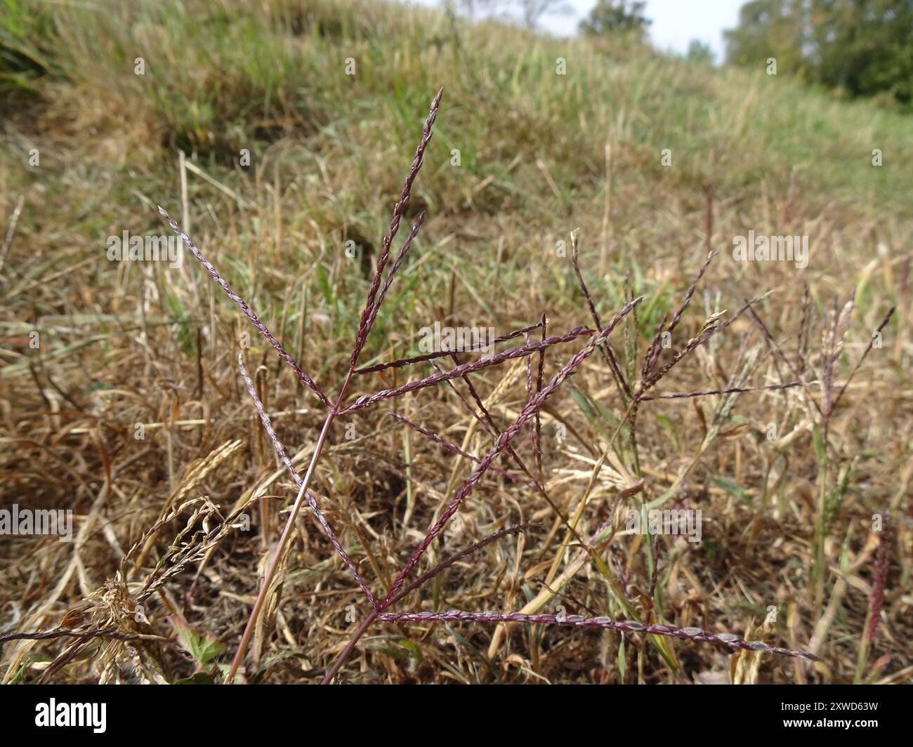 Hairy Crabgrass (Digitaria sanguinalis) Plantae Stock Photo - Alamy