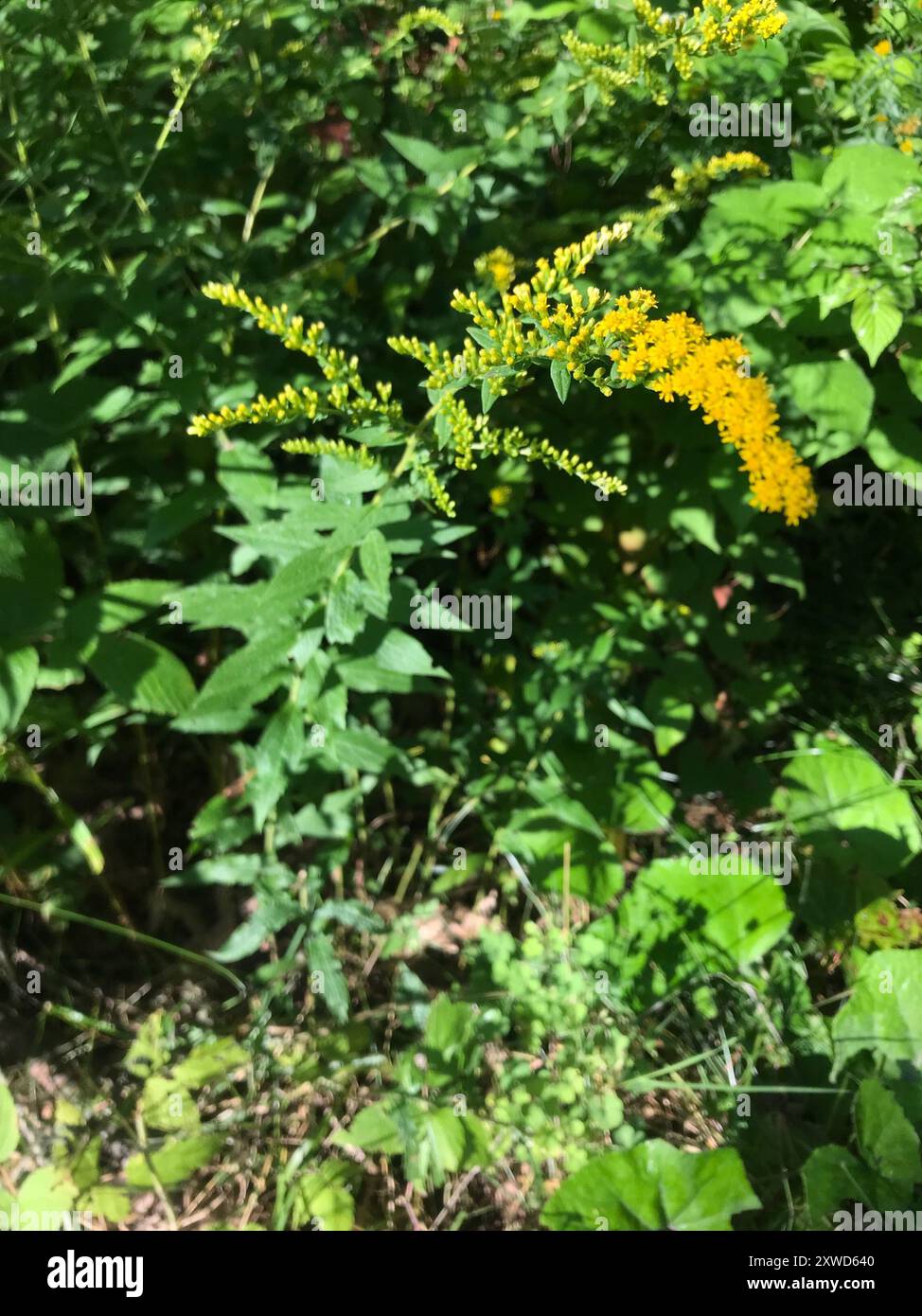 common wrinkle-leaved goldenrod (Solidago rugosa) Plantae Stock Photo ...