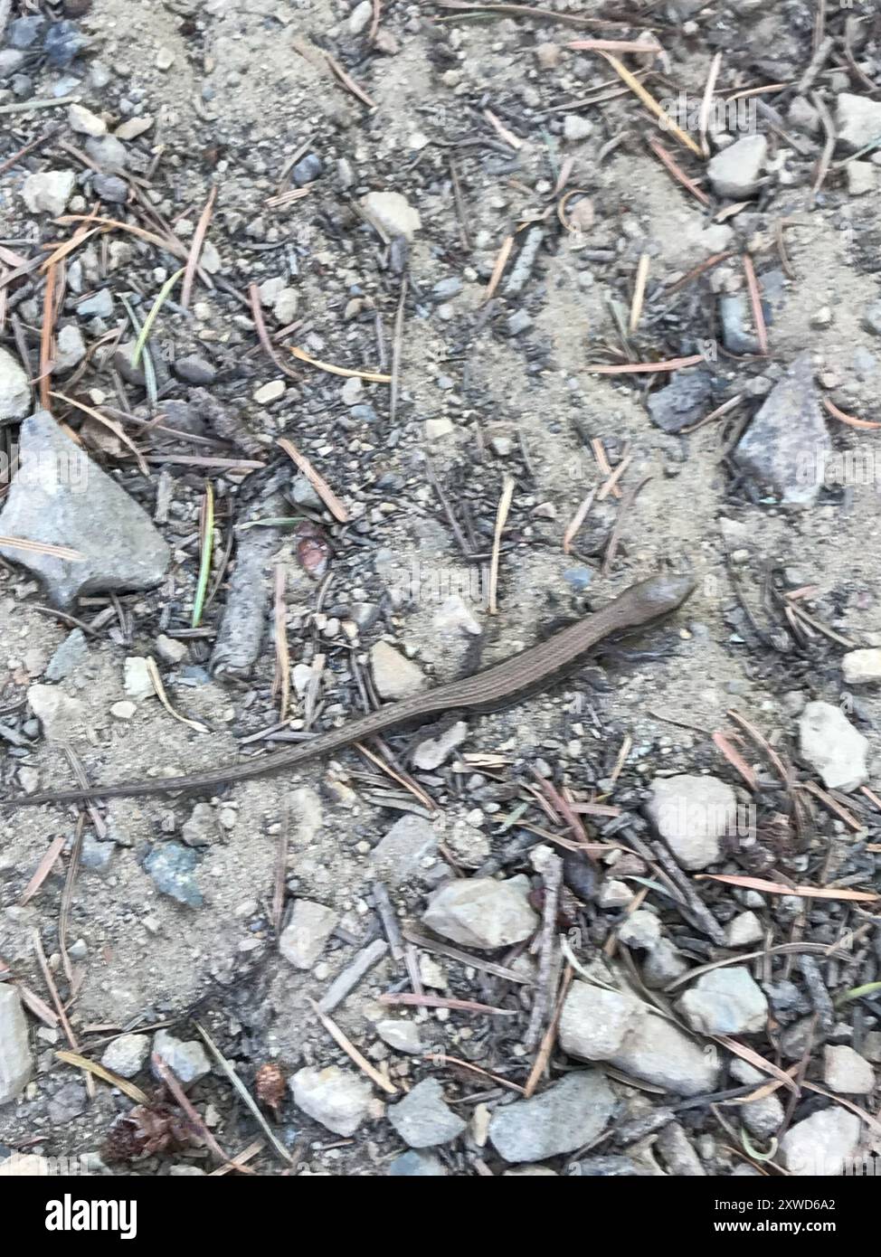 Northern Alligator Lizard (Elgaria coerulea) Reptilia Stock Photo - Alamy