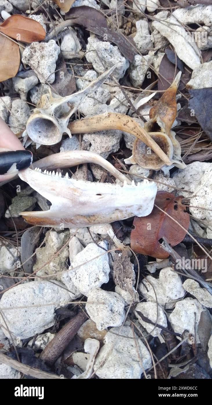 Ray-finned Fishes (Actinopterygii) Actinopterygii Stock Photo - Alamy