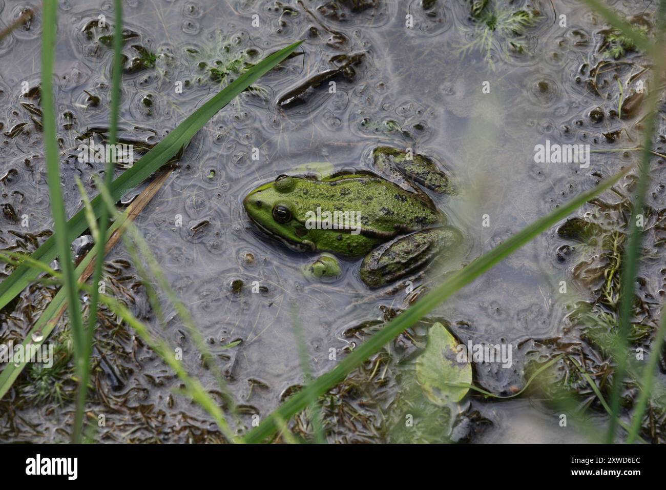 Pool Frog (Pelophylax lessonae lessonae) Amphibia Stock Photo - Alamy