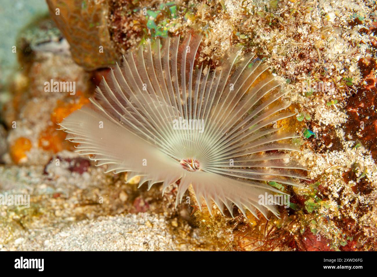 Honduras, Roatan, Variegated Feather Duster, Feather duster worm ...