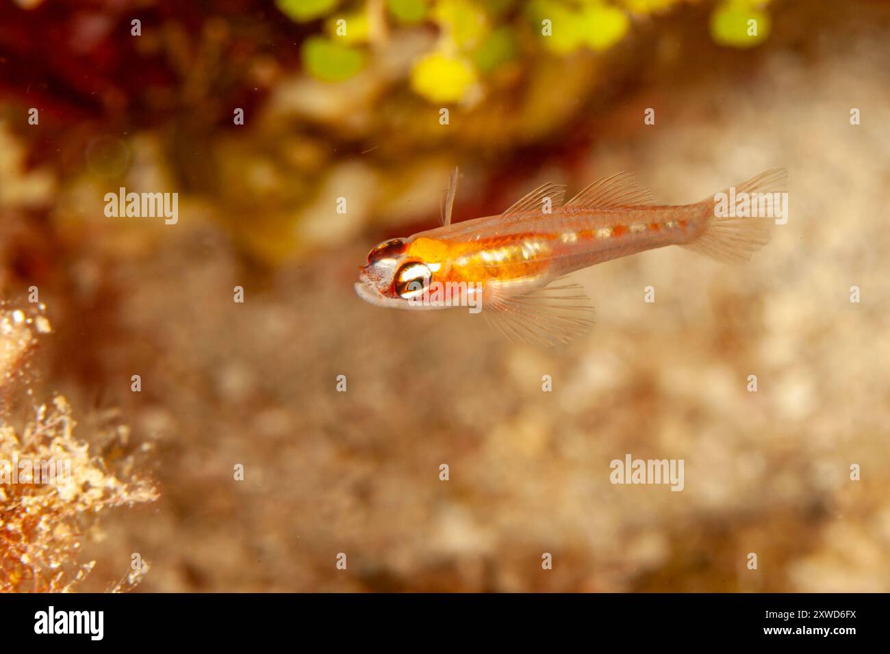 Honduras, Roatan, Masked Goby (Coryphopterus personatus Stock Photo - Alamy
