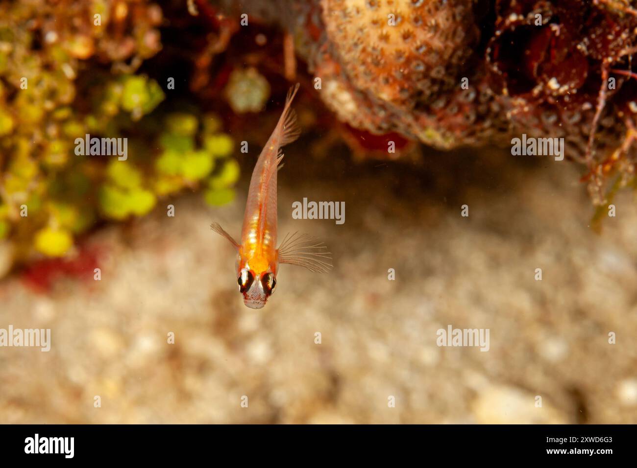 Honduras, Roatan, Masked Goby (Coryphopterus personatus Stock Photo - Alamy