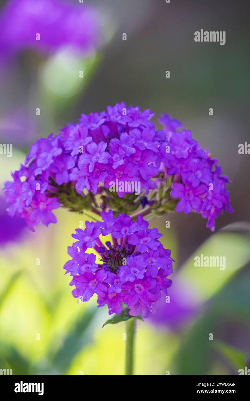 Good flower for bees hi-res stock photography and images - Alamy