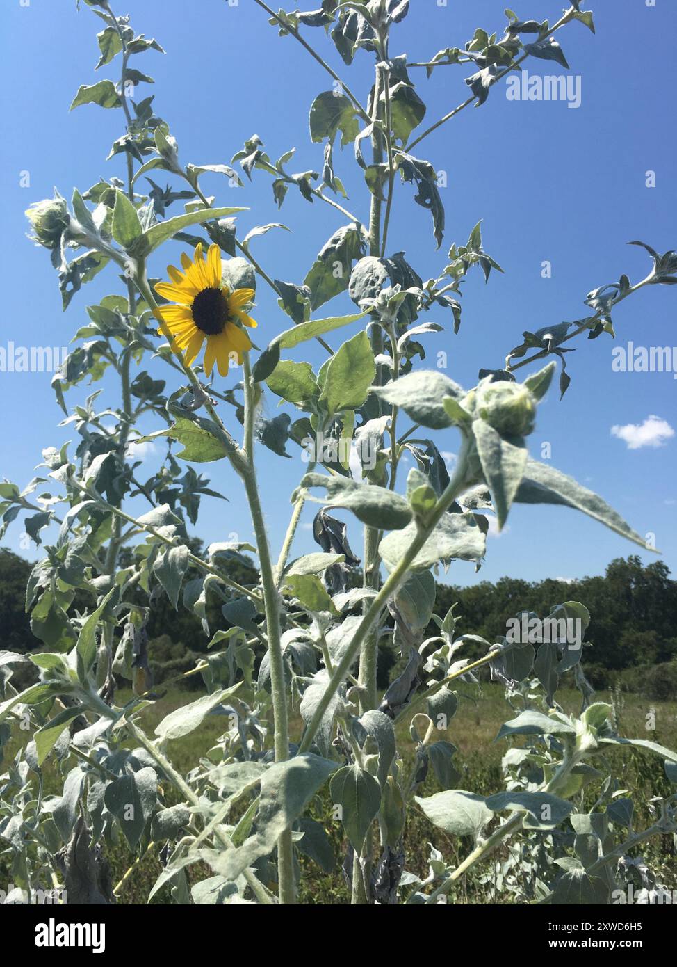 Silverleaf Sunflower (Helianthus argophyllus) Plantae Stock Photo - Alamy