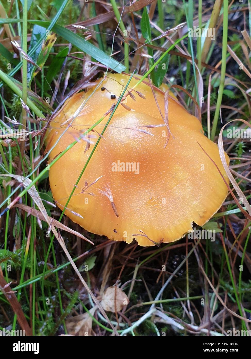 Ceracea hi-res stock photography and images - Alamy
