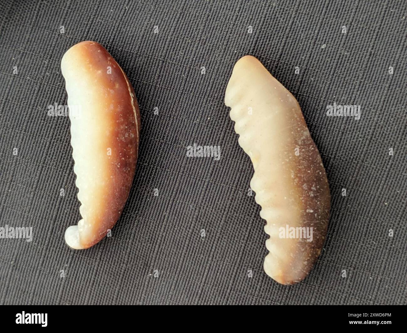Monetaria caputserpentis hi-res stock photography and images - Alamy