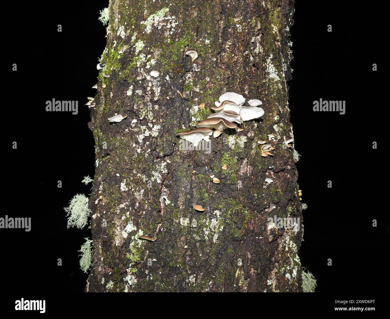 (Pleurotus purpureo-olivaceus) Fungi Stock Photo - Alamy