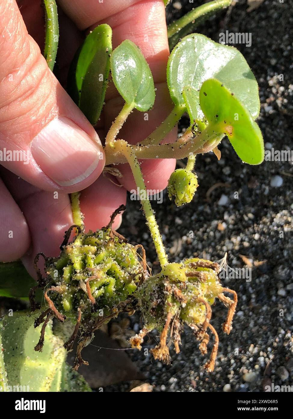 Yellow Sand Verbena (Abronia latifolia) Plantae Stock Photo - Alamy