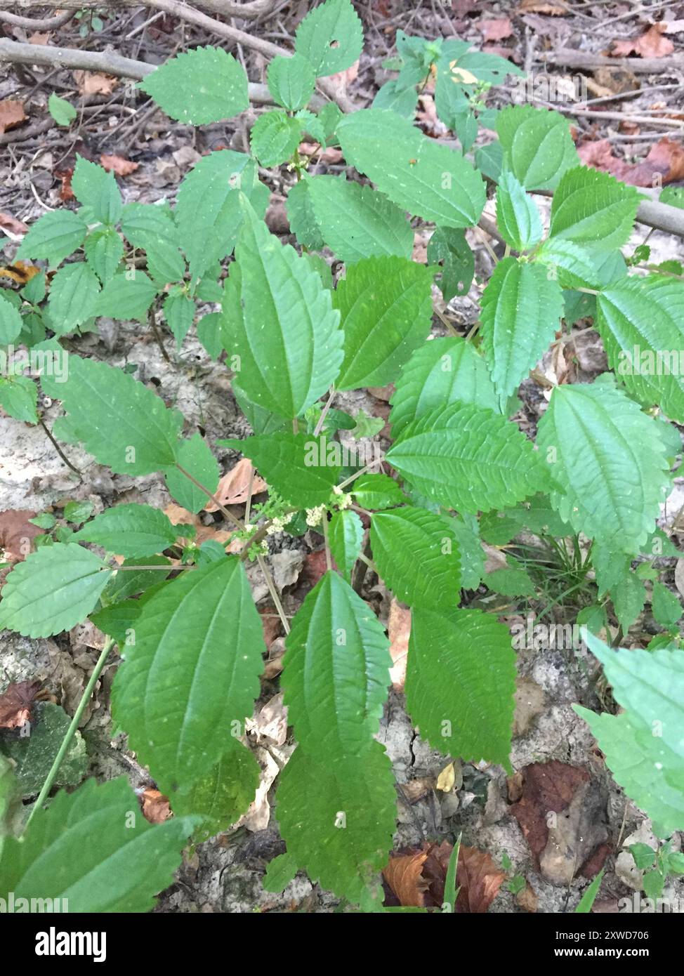 Canada clearweed (Pilea pumila) Plantae Stock Photo - Alamy