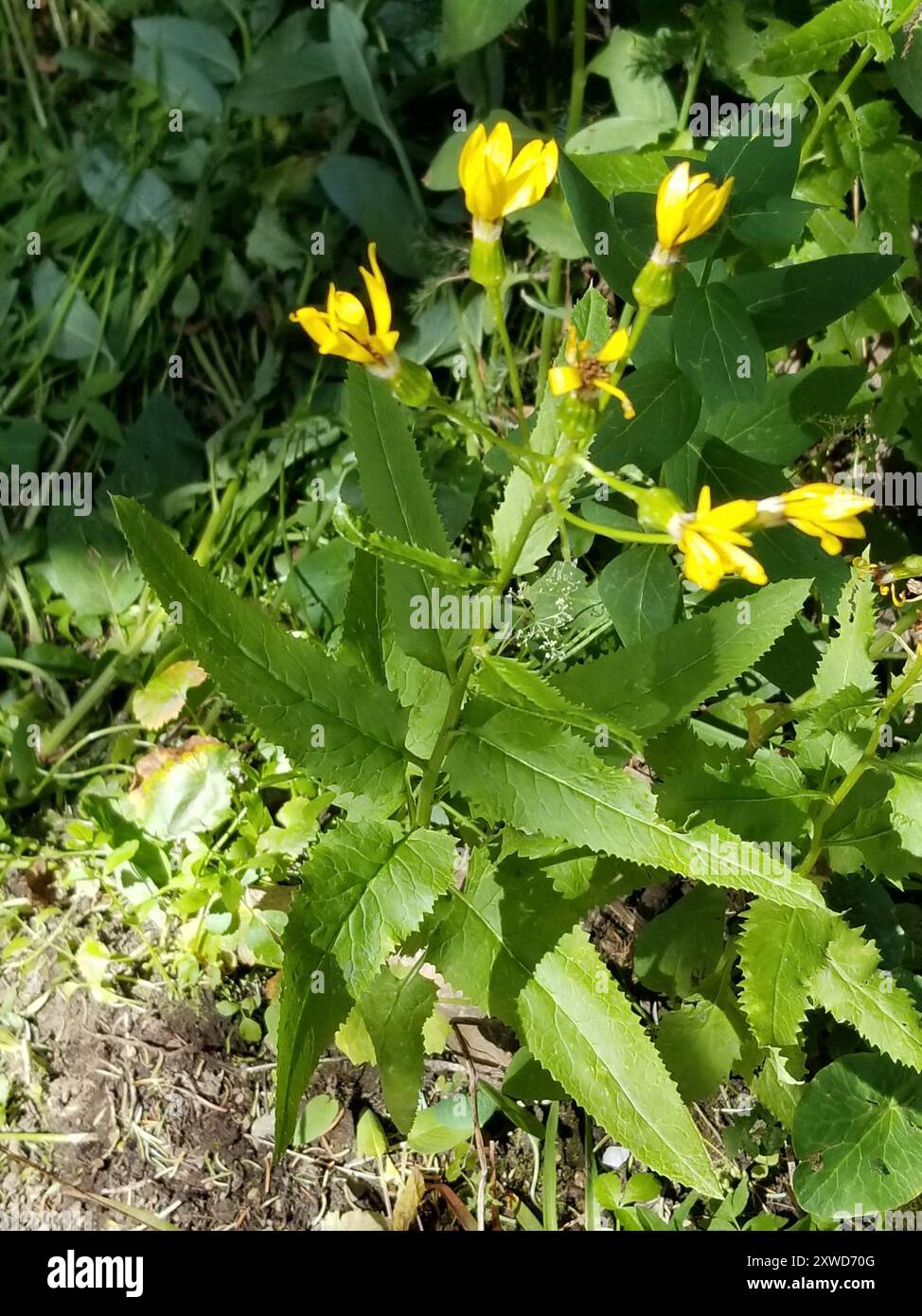 Arrowleaf Senecio (Senecio triangularis) Plantae Stock Photo - Alamy